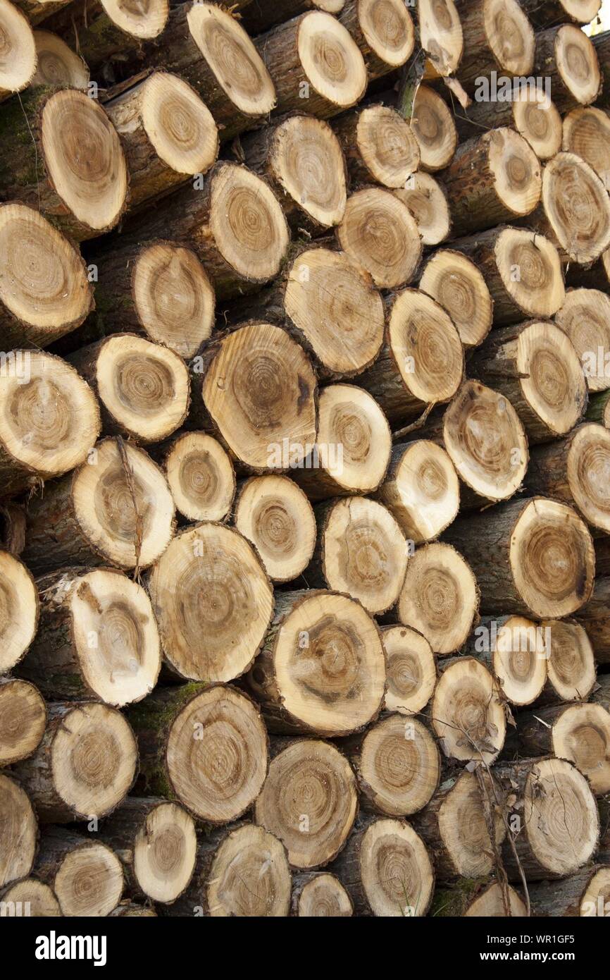 Stack Of Logs On Field Stock Photo - Alamy