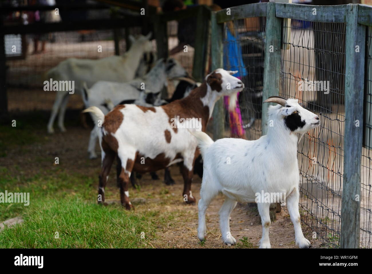 goat, farm, animal, nature, mammal, agriculture, white, rural, domestic ...