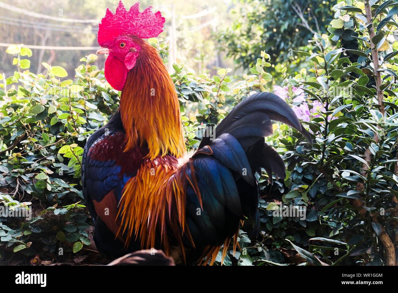 Crest Of Rooster Plant High Resolution Stock Photography and Images - Alamy