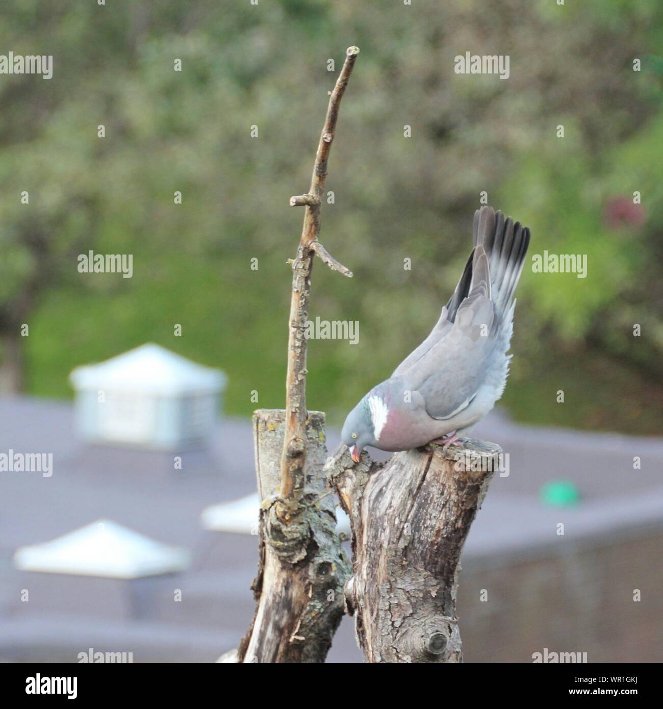Bird on tree stump hi-res stock photography and images - Alamy