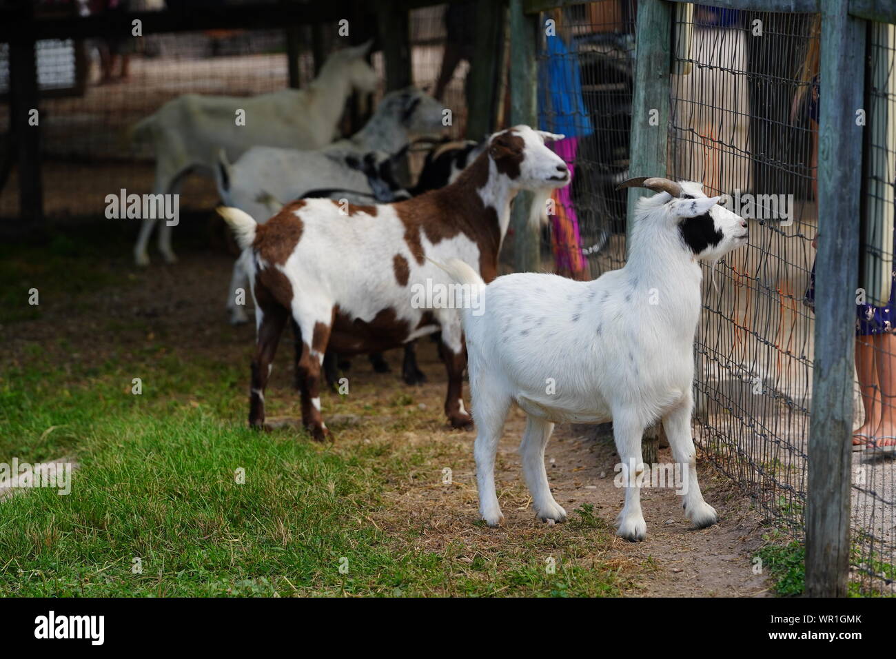 goat, farm, animal, nature, mammal, agriculture, white, rural, domestic ...