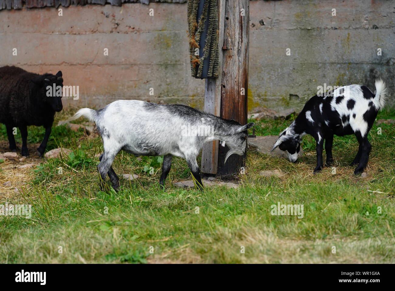 goat, farm, animal, nature, mammal, agriculture, white, rural, domestic ...
