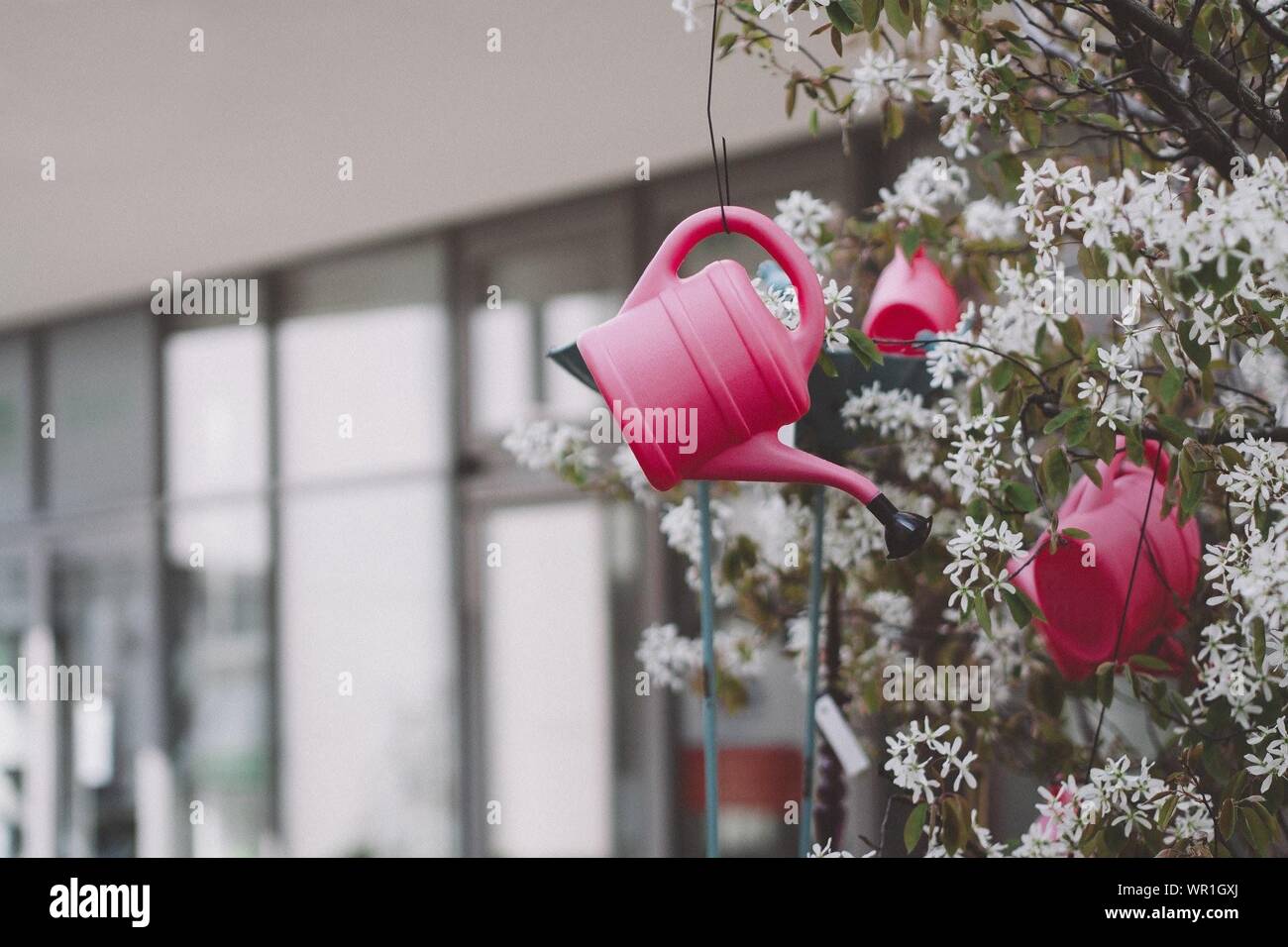 Hanging watering hi-res stock photography and images - Alamy