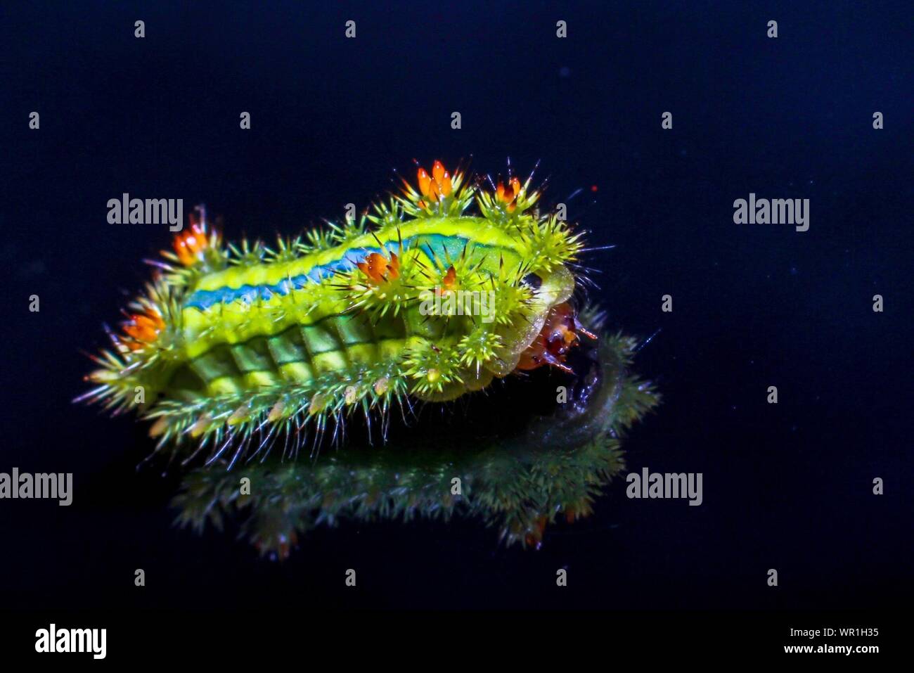 Caterpillar blue hi-res stock photography and images - Alamy