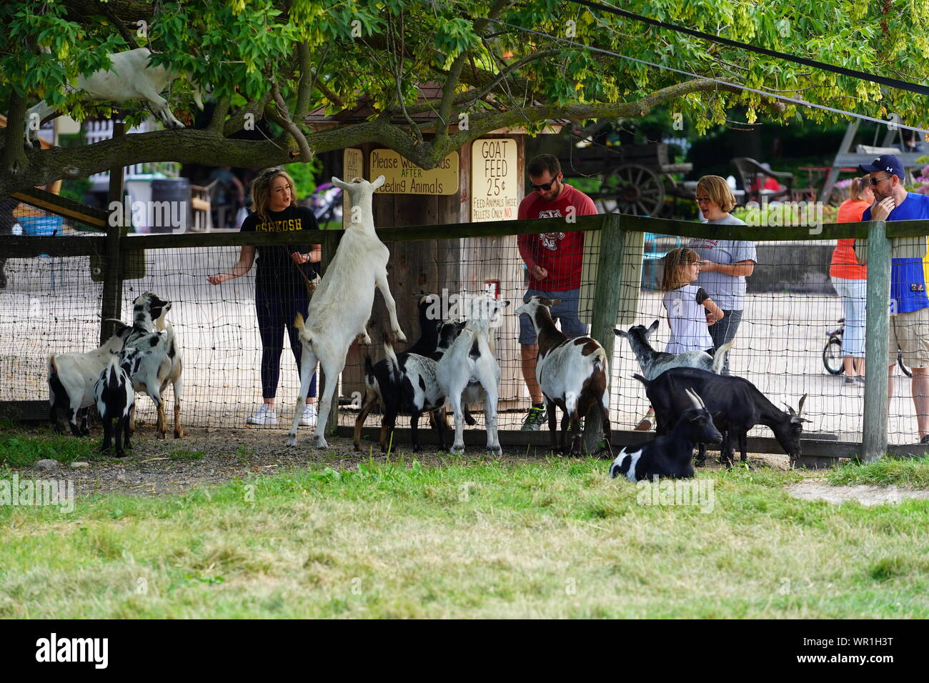 goat, farm, animal, nature, mammal, agriculture, white, rural, domestic ...