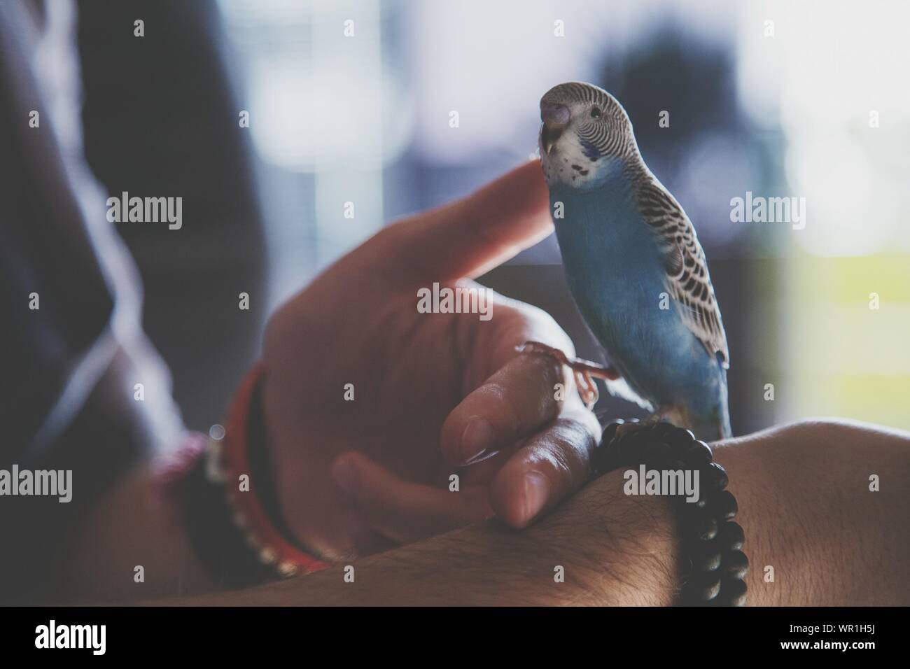 Parrot in wild on hand hi-res stock photography and images - Alamy