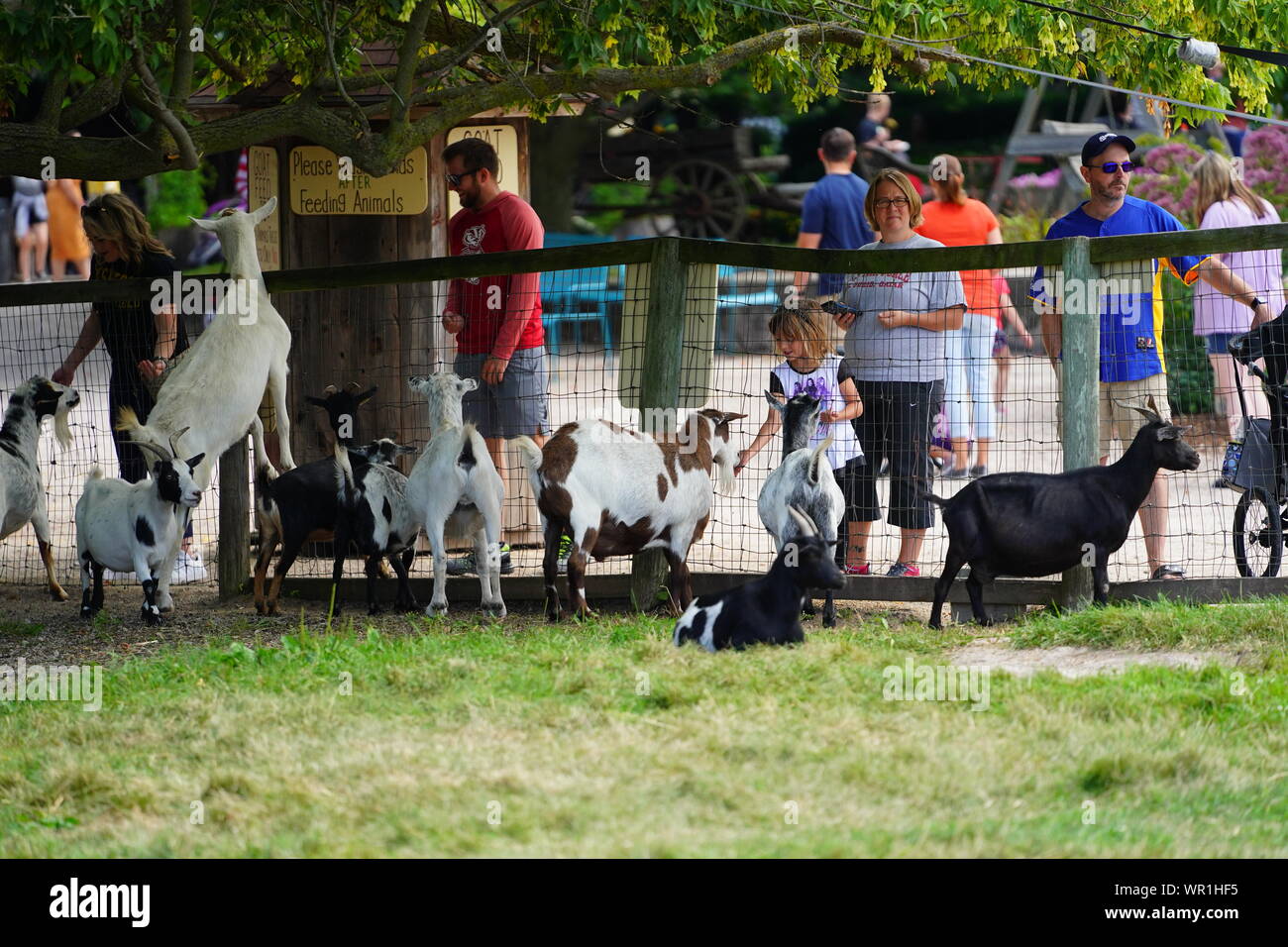 goat, farm, animal, nature, mammal, agriculture, white, rural, domestic ...
