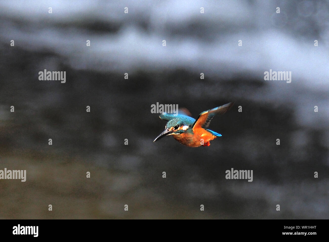 Kingfisher Flapping Wings High Resolution Stock Photography and Images ...