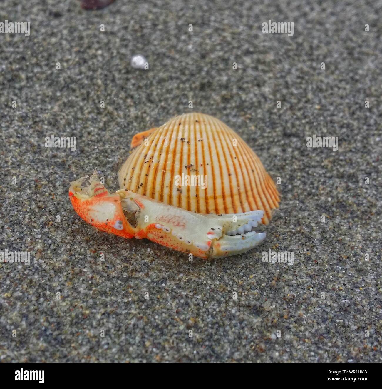 Dead leg hi-res stock photography and images - Alamy