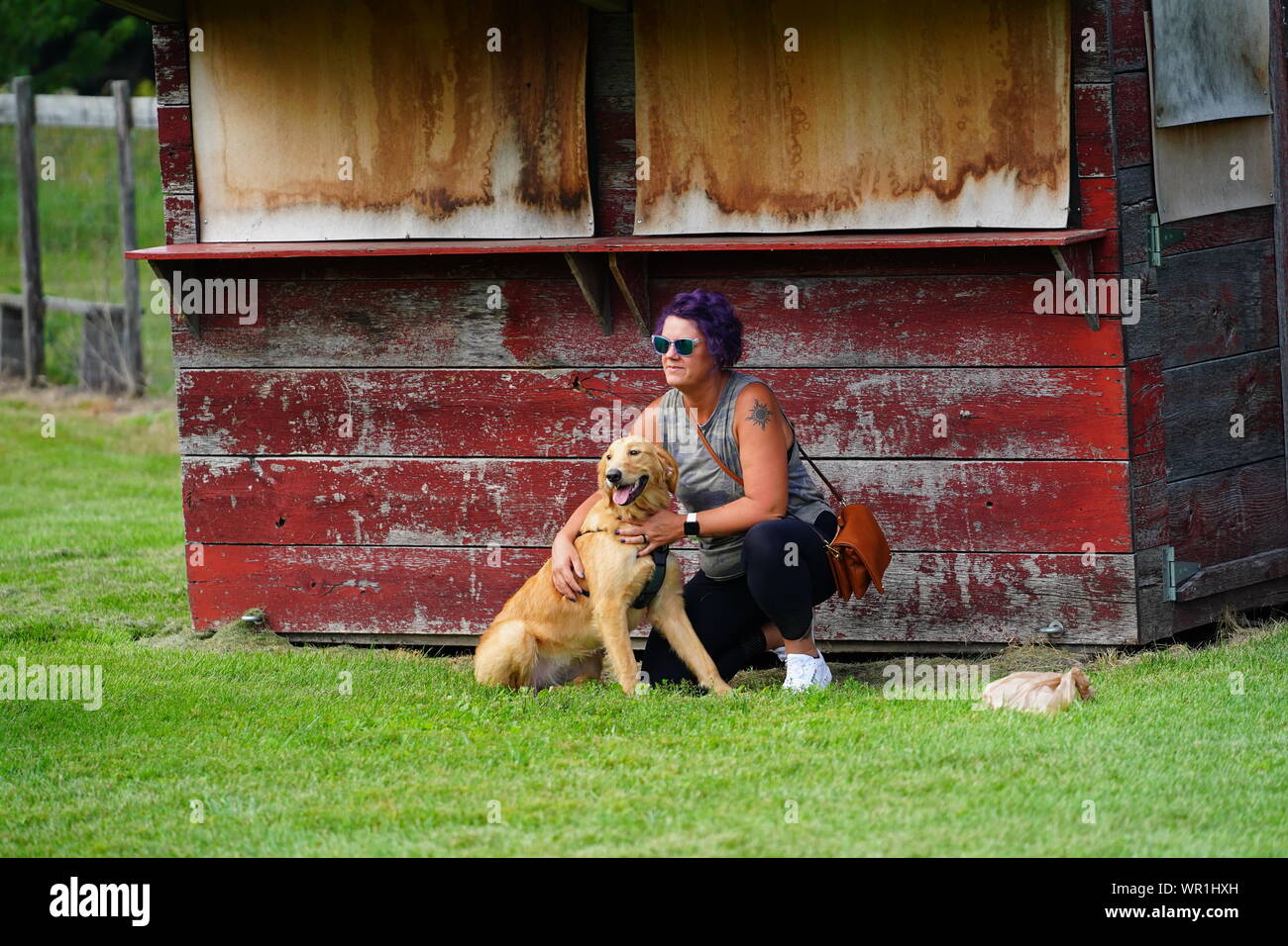 dog, people, animal, pet, white, young, cute, portrait, domestic ...