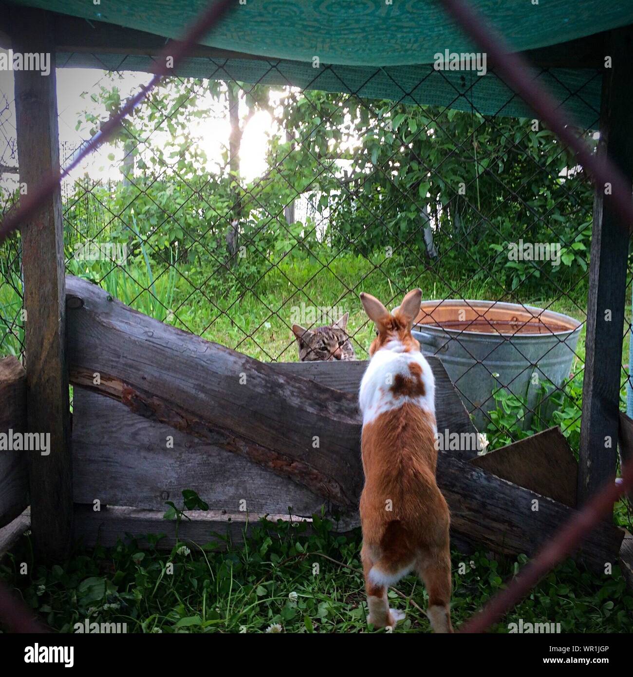 Rabbit fence field hi-res stock photography and images - Alamy