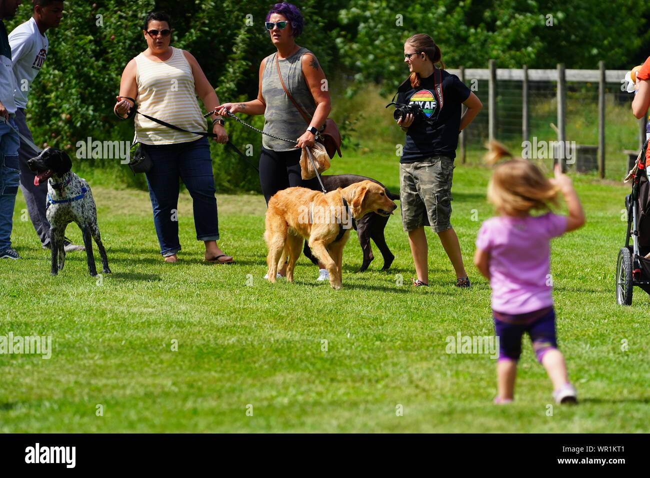 dog, people, animal, pet, white, young, cute, portrait, domestic ...