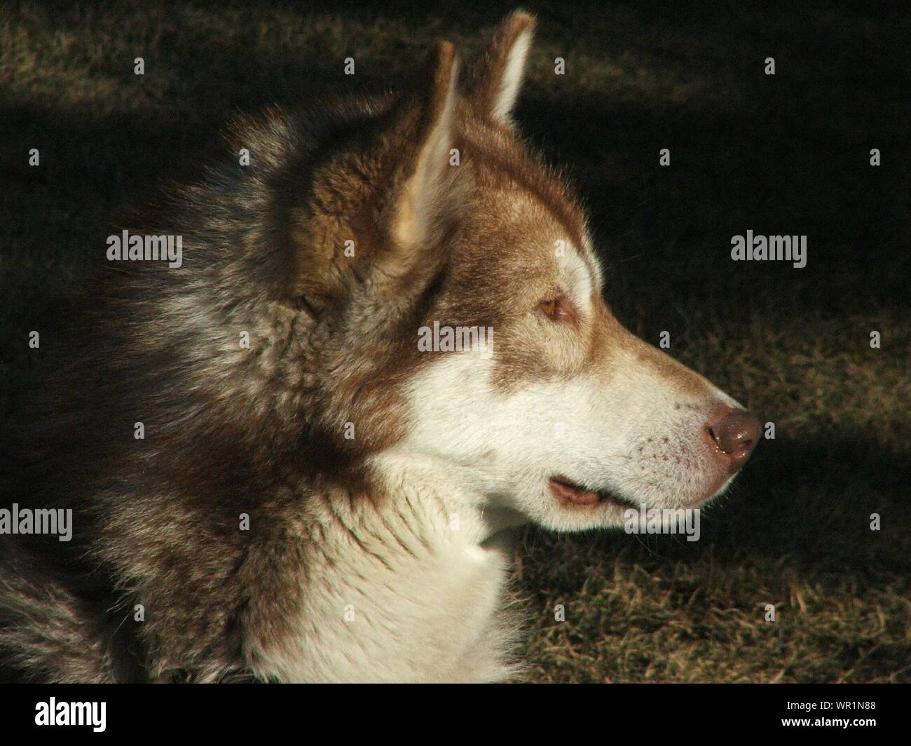 Alaskan culture hi-res stock photography and images - Alamy