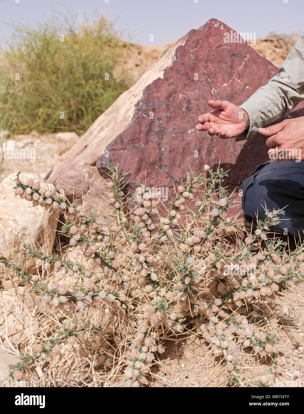 a tour guide explaining a spiny milk vetch desert plant in the bottom ...