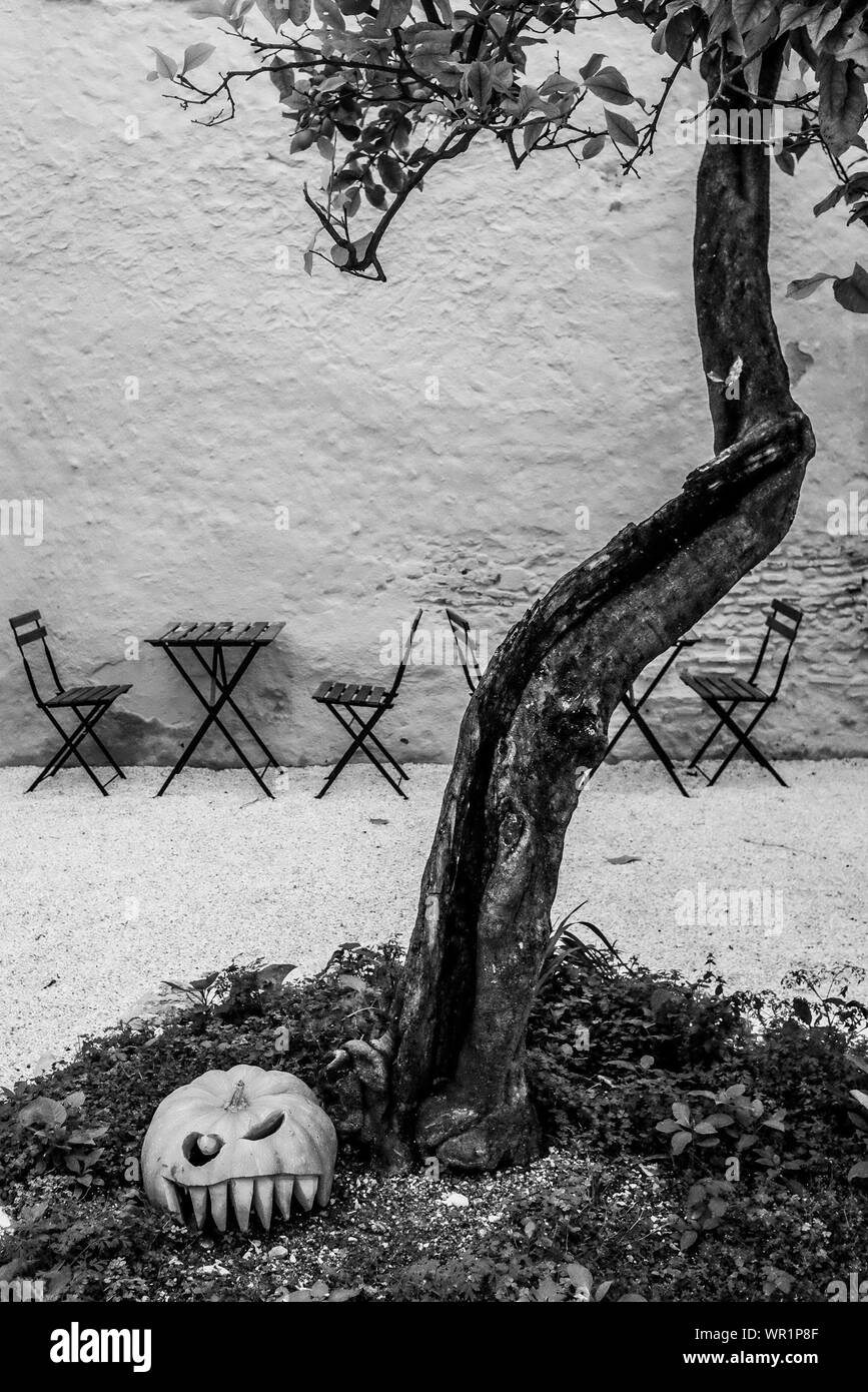 Pumpkin Tree High Resolution Stock Photography and Images - Alamy