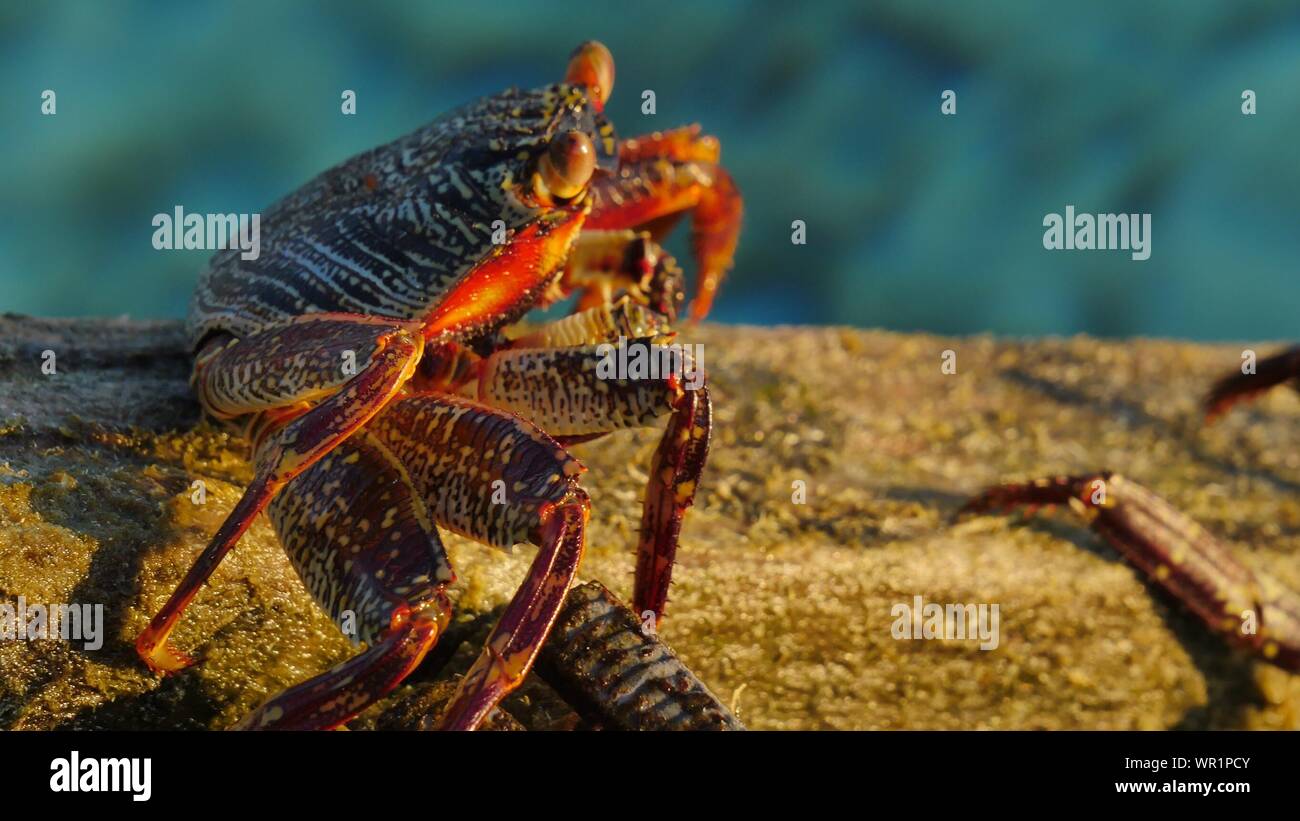 Wood crab hi-res stock photography and images - Alamy