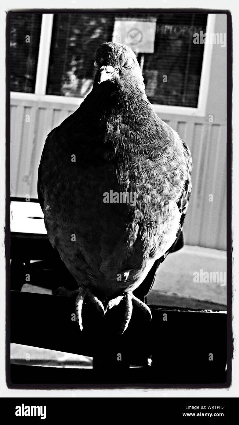 Resting Pigeon High Resolution Stock Photography and Images - Alamy
