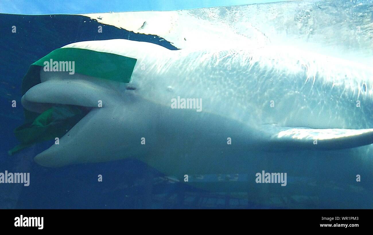 Beluga whale or white whale hi-res stock photography and images - Alamy