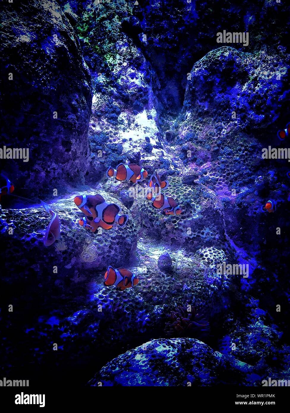 Fish angle view hi-res stock photography and images - Alamy