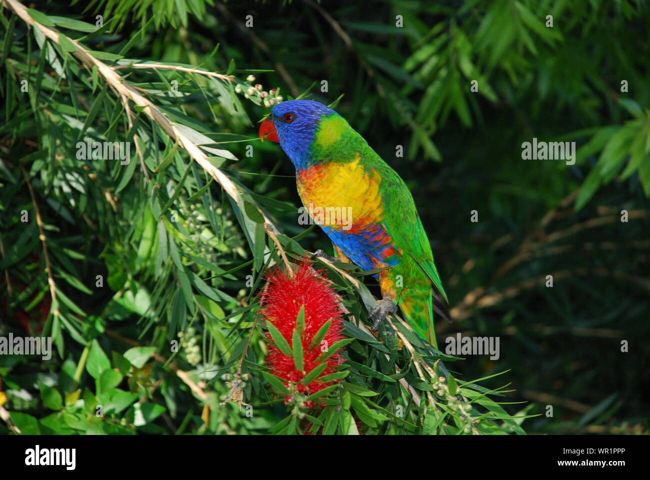 Parrot side view hi-res stock photography and images - Alamy