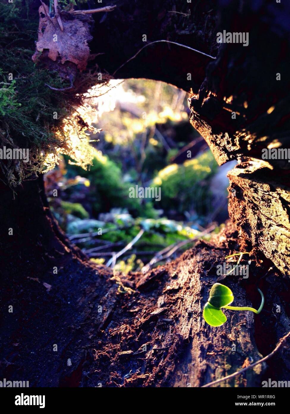 New leaf dead tree hi-res stock photography and images - Alamy