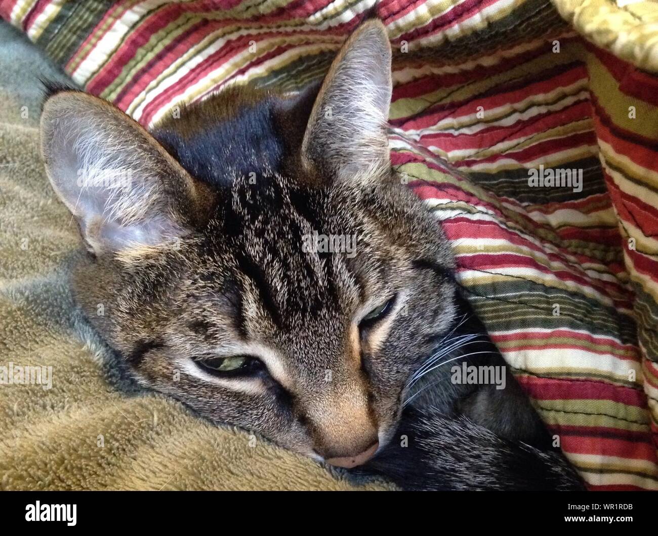 Cat with blanket hi-res stock photography and images - Alamy