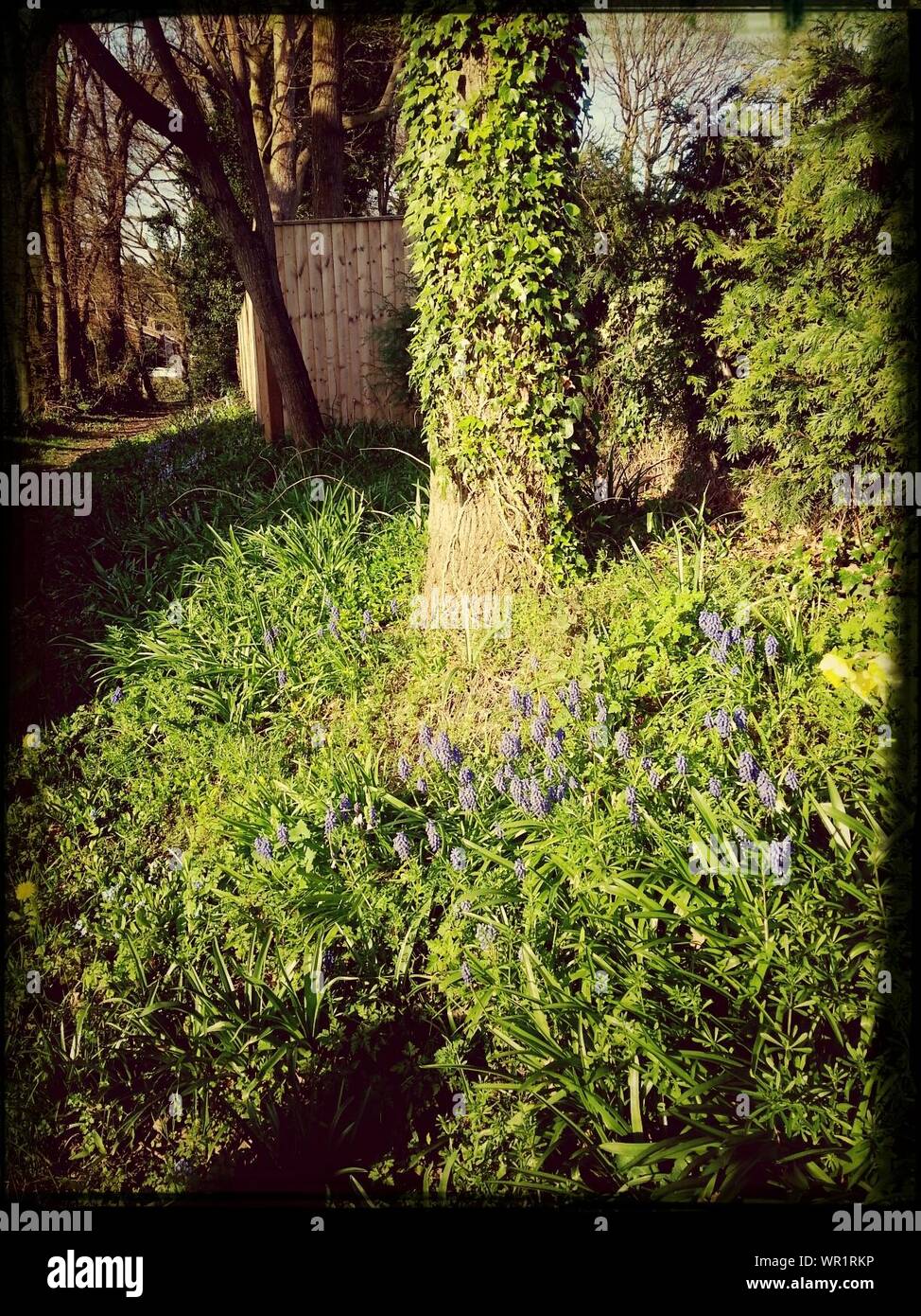 Creeper tree hi-res stock photography and images - Alamy