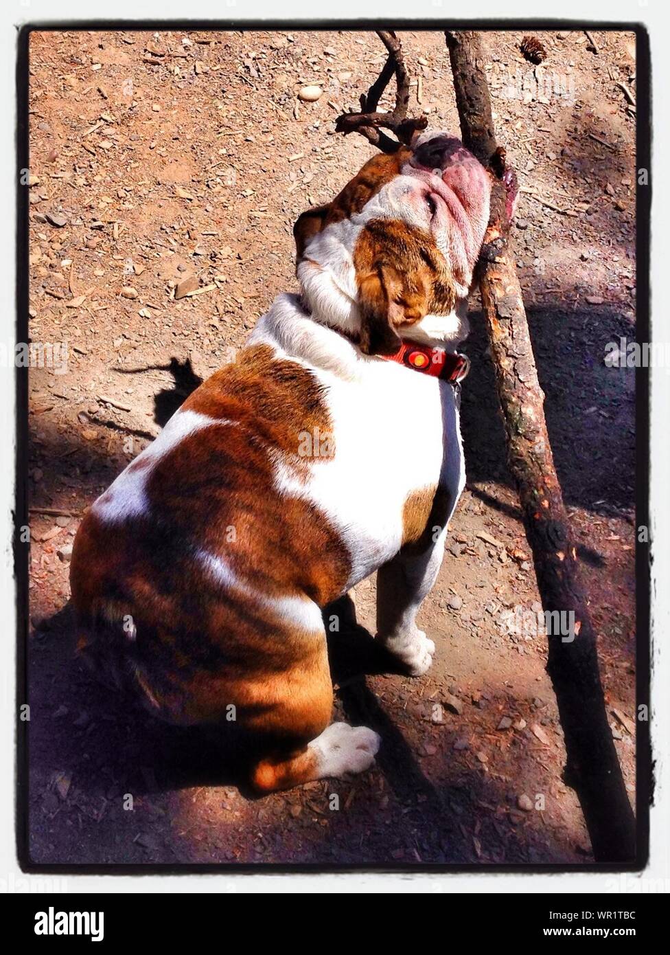 Stick pulling High Resolution Stock Photography and Images - Alamy