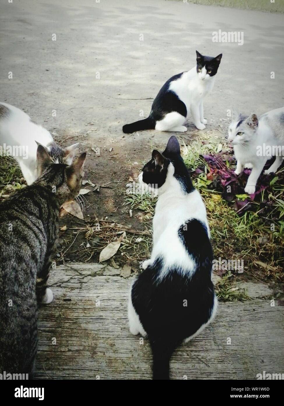 Gathering of cats hi-res stock photography and images - Alamy