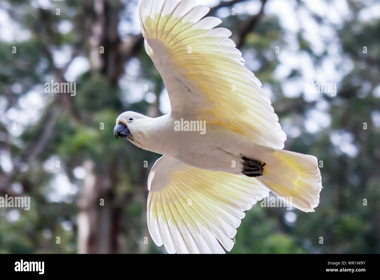 White Cockatoo Flying High Resolution Stock Photography and Images - Alamy
