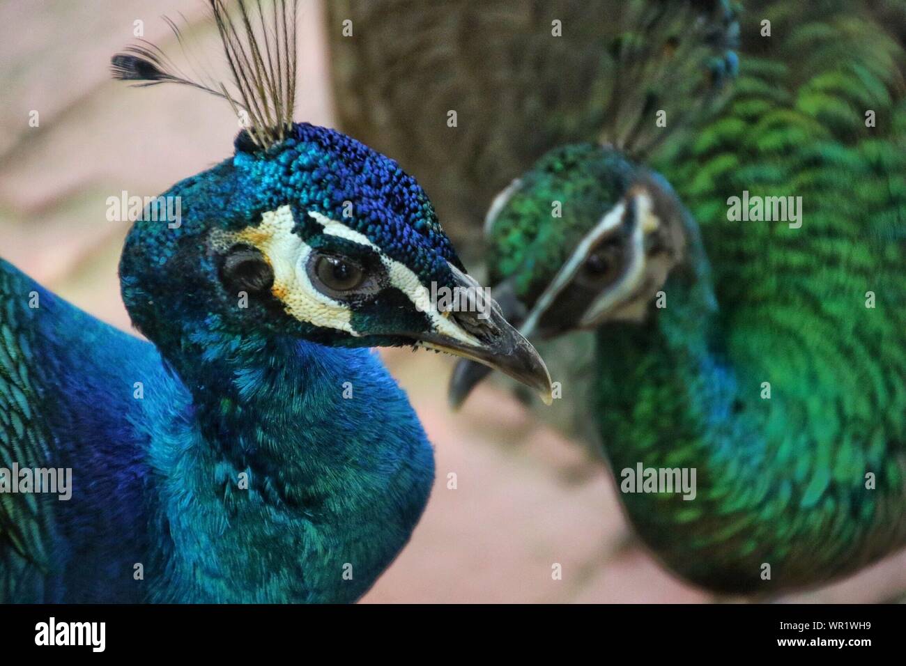 Two Male Peacocks High Resolution Stock Photography and Images - Alamy