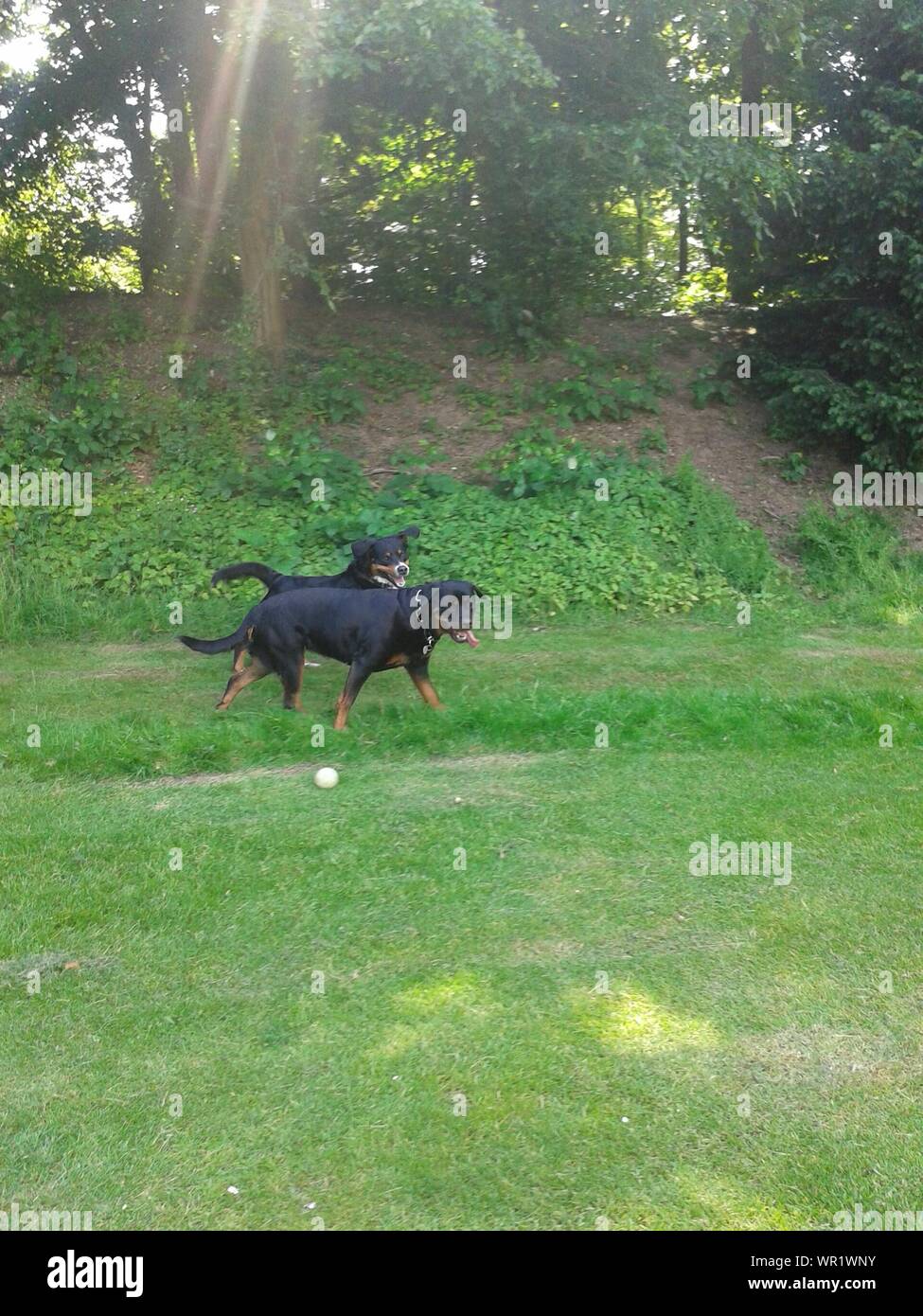 Rottweiler playing hi-res stock photography and images - Alamy