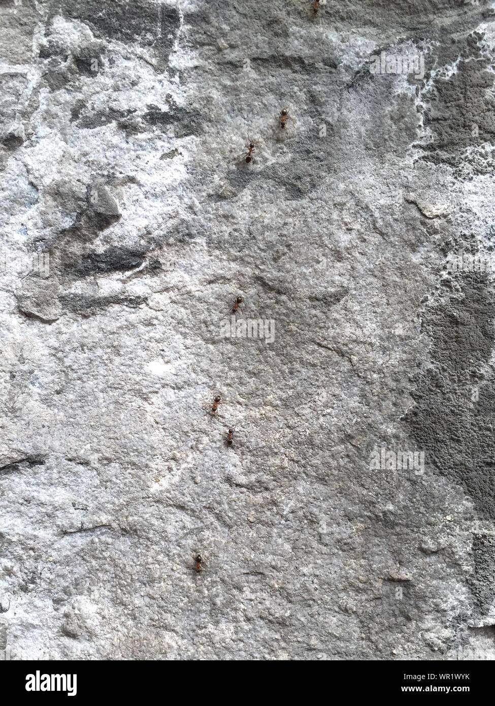 Ants On Rock High Resolution Stock Photography and Images - Alamy