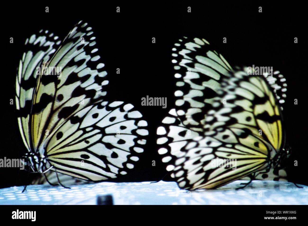 Night Butterflies High Resolution Stock Photography and Images - Alamy