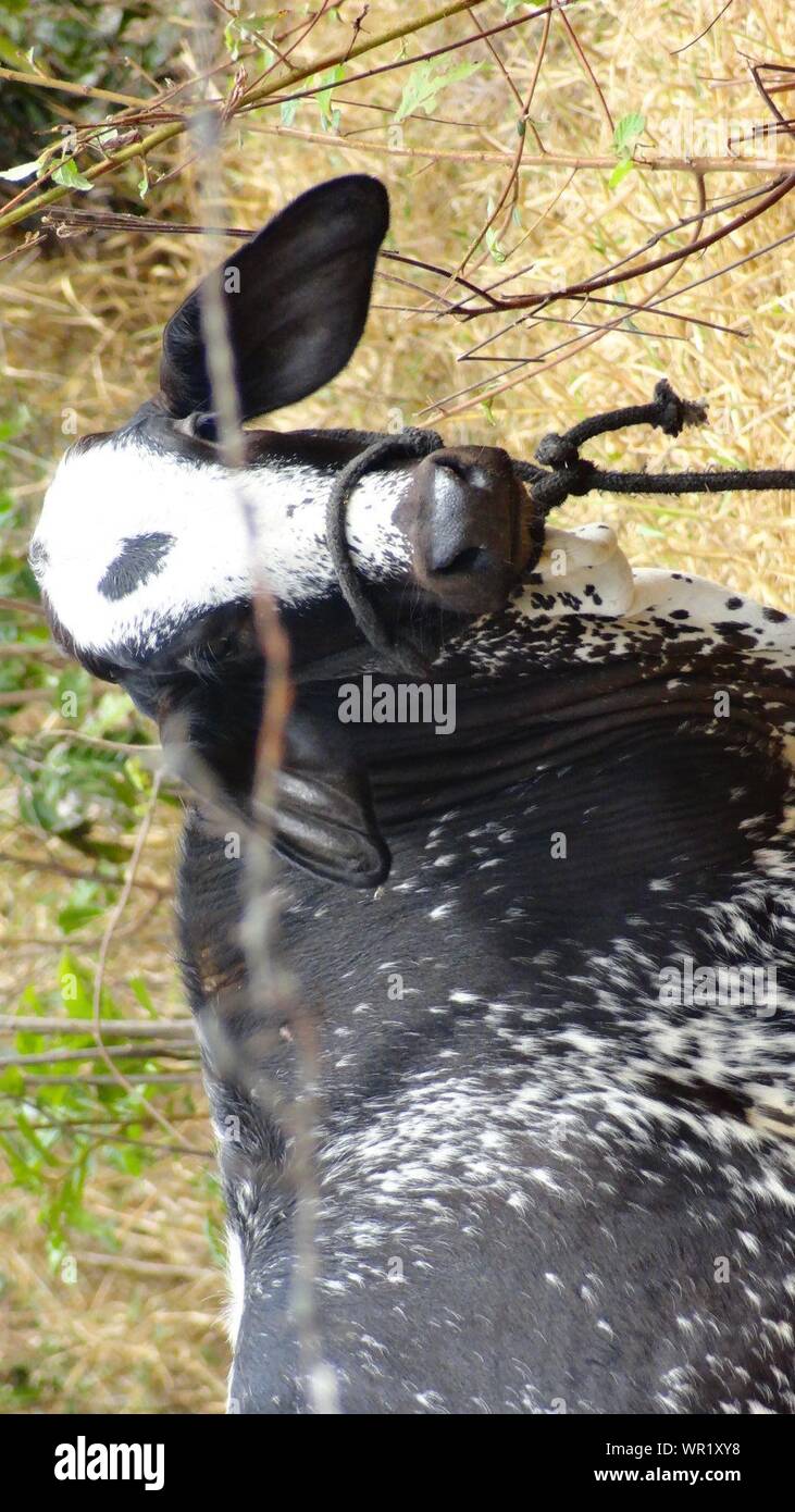 Side View Of Cow Standing On Field Stock Photo - Alamy