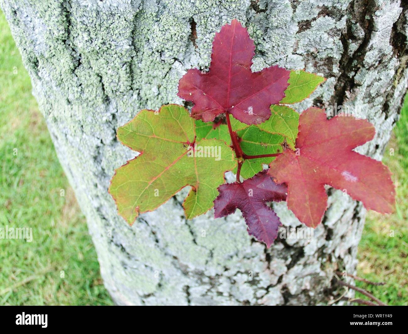 Multi trunk tree hi-res stock photography and images - Alamy