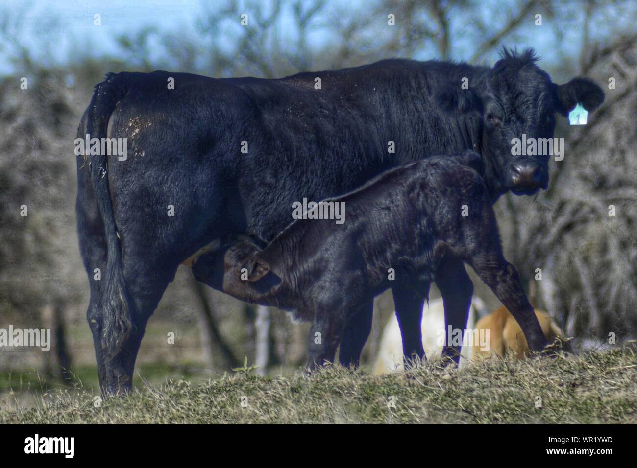 Nursing The Calf High Resolution Stock Photography and Images - Alamy