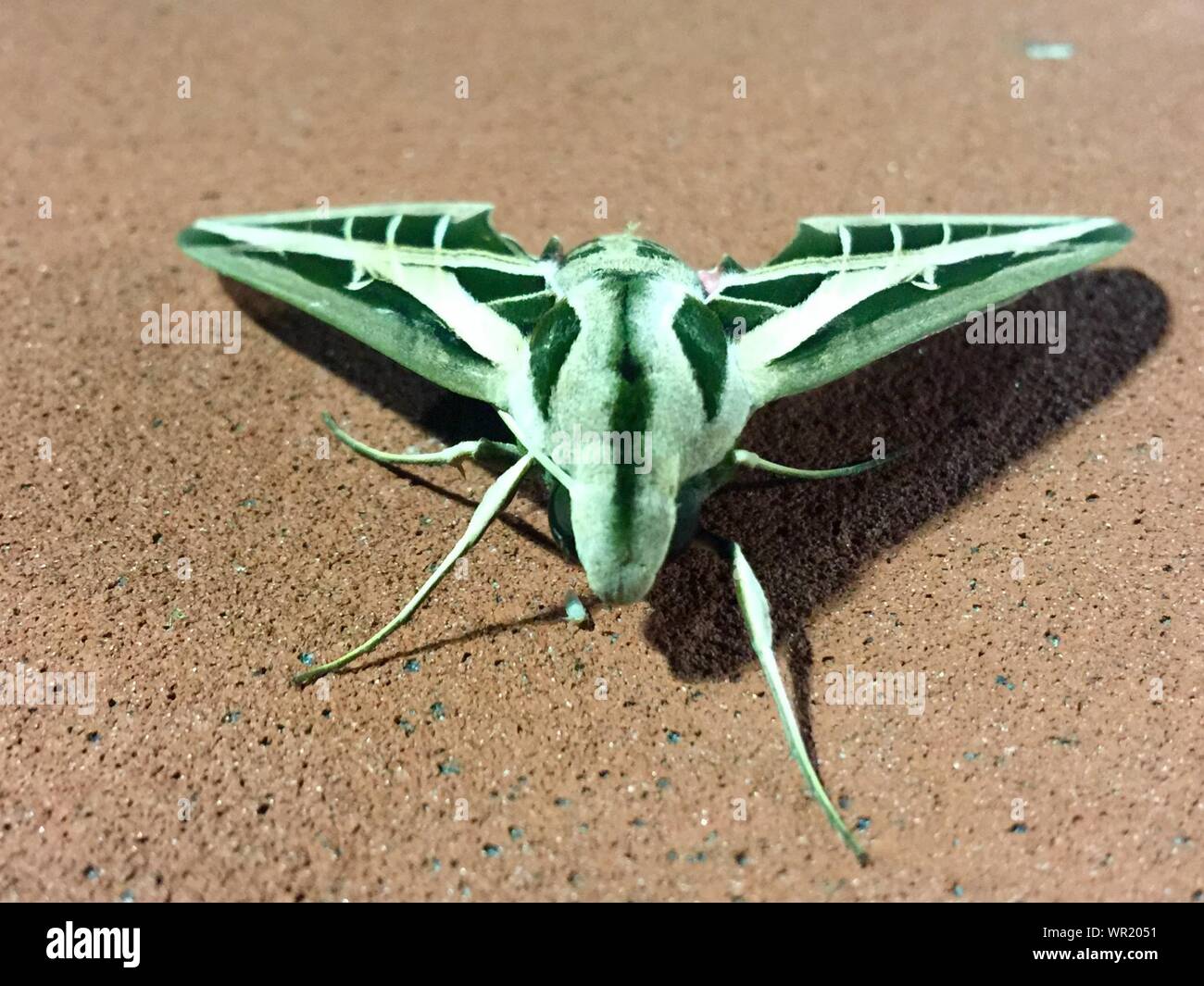Green Moth Stock Photos & Green Moth Stock Images - Alamy