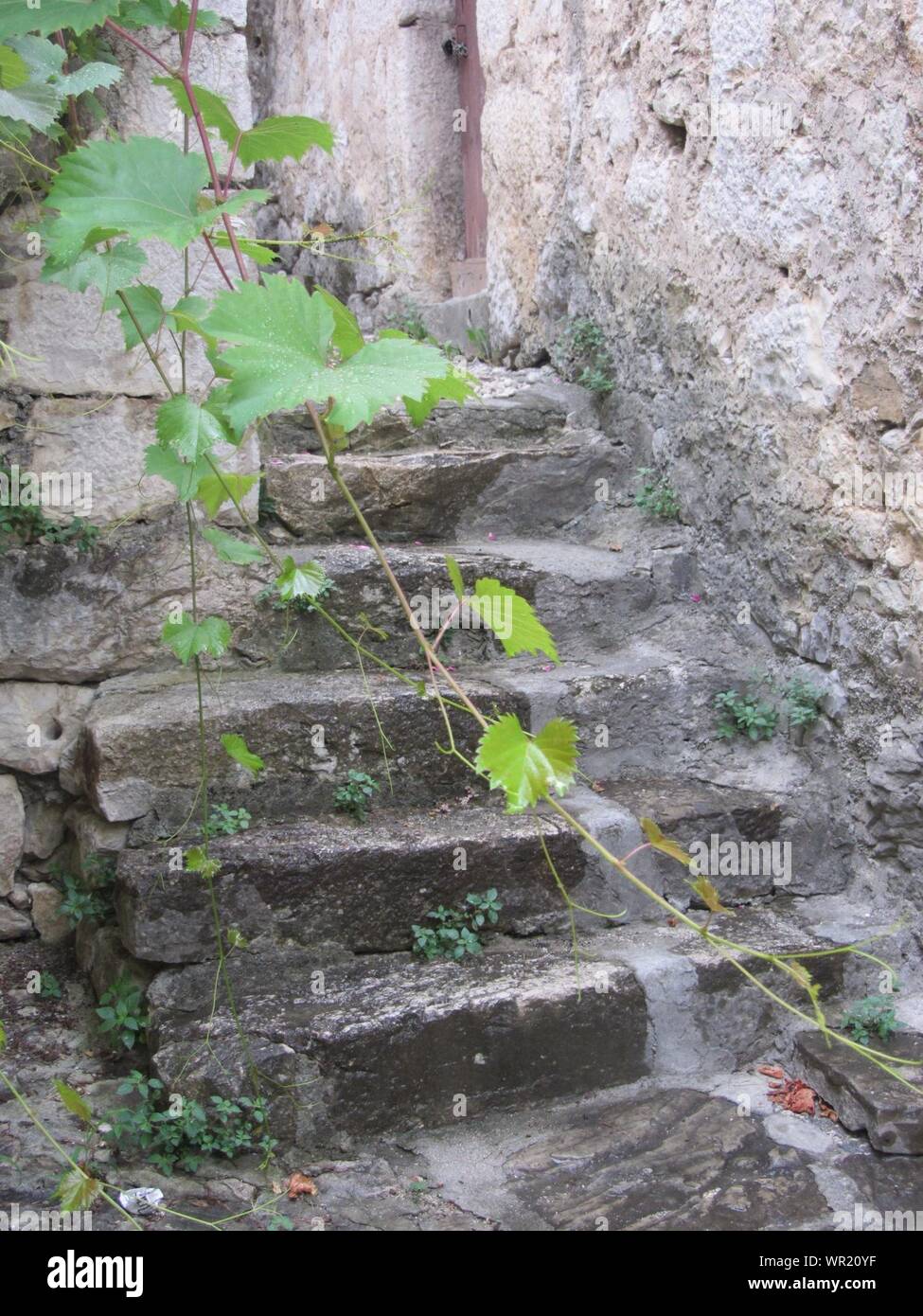 Steps creeper hi-res stock photography and images - Alamy
