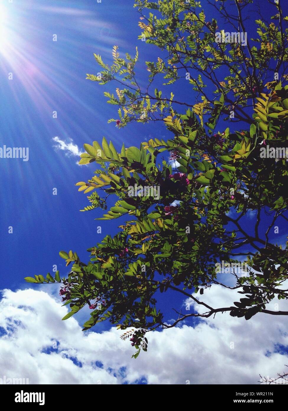 Trees sunshine hi-res stock photography and images - Alamy