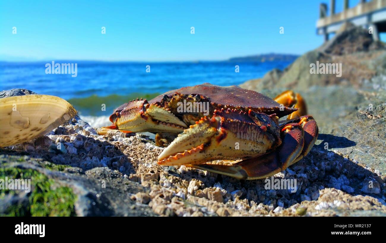 Sea shore and crab hi-res stock photography and images - Alamy
