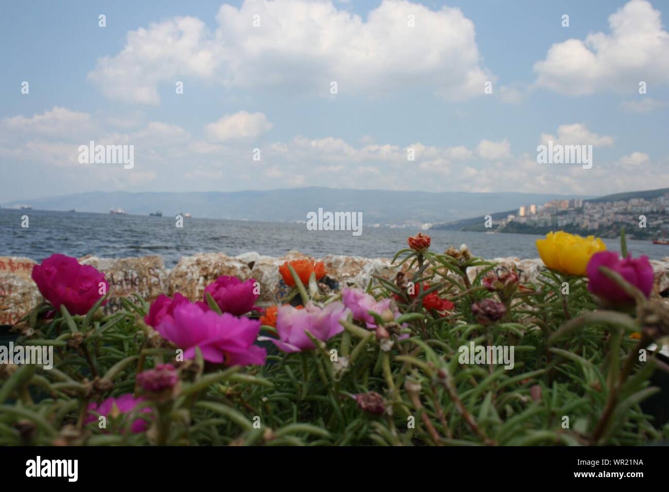 Beach wildflowers hi-res stock photography and images - Alamy