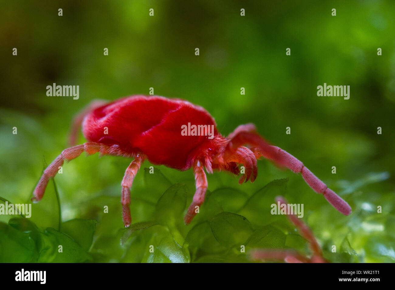 Plant Mite High Resolution Stock Photography and Images - Alamy