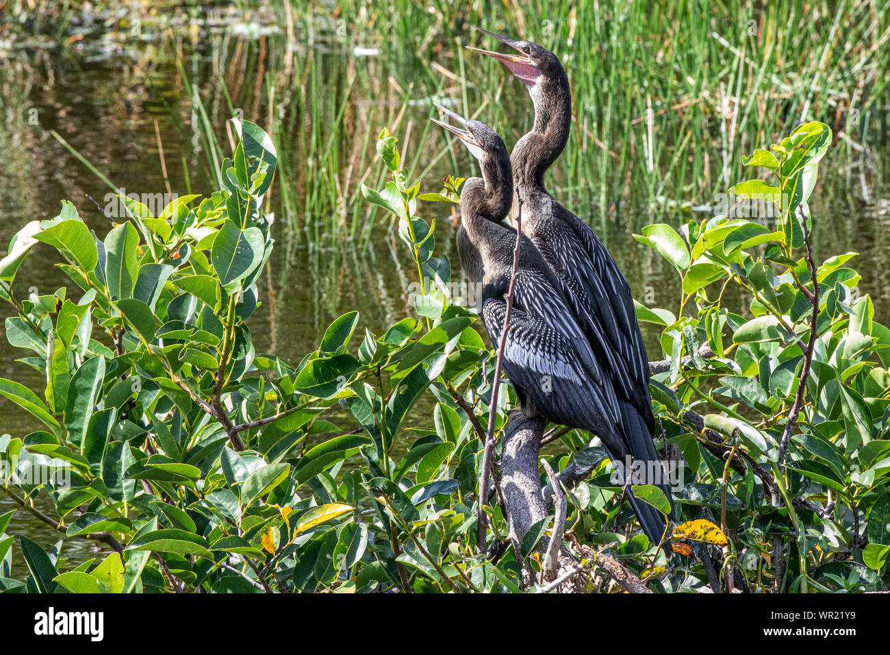 Anhinga at Wakodahahtchee Wetlands during nesting season Stock Photo ...