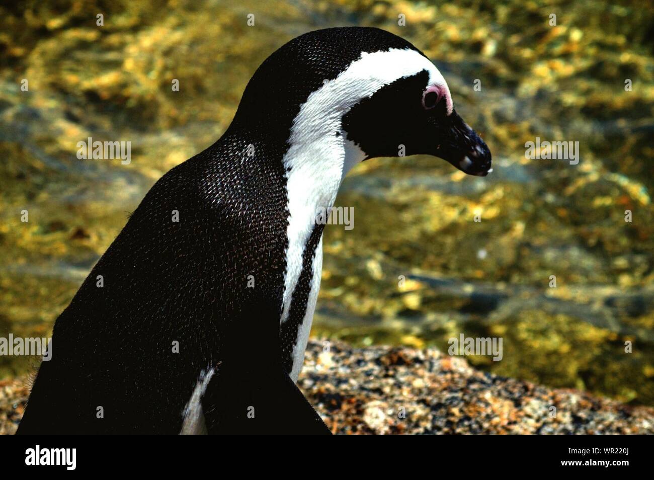 Cape town animals hi-res stock photography and images - Alamy