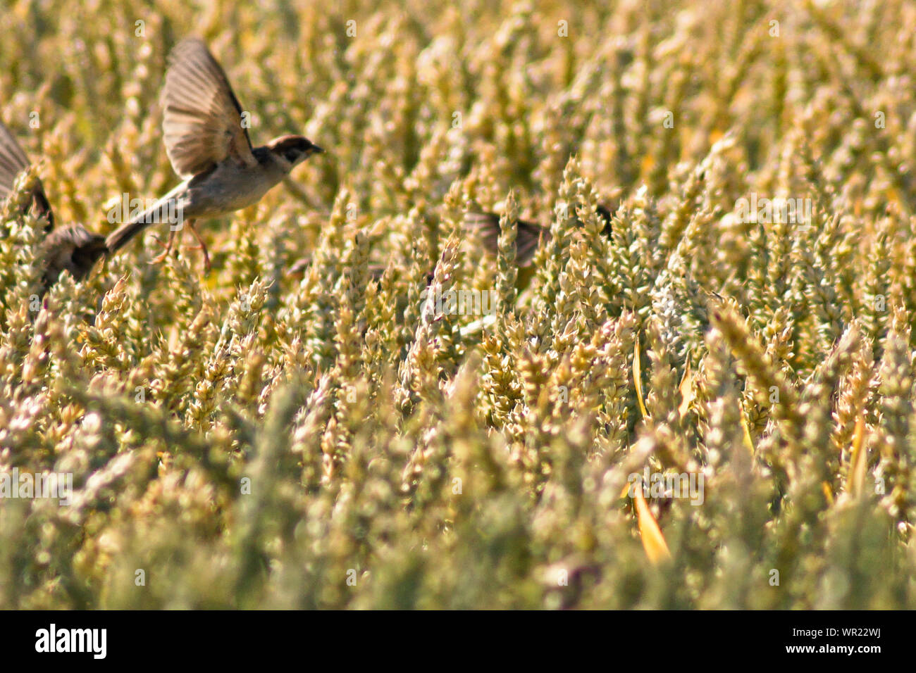 Sparrows wheat field hi-res stock photography and images - Alamy