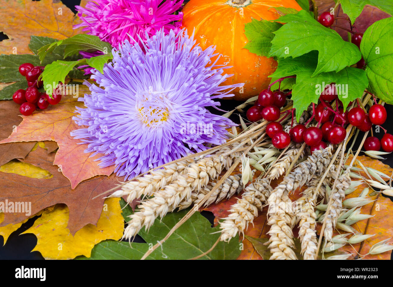 Colorful autumn background for Thanksgiving or Labor Day Stock Photo ...