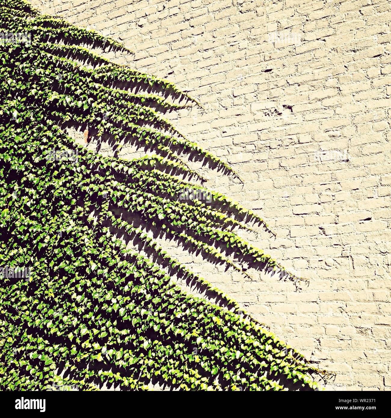 Ivy covering wall hi-res stock photography and images - Alamy