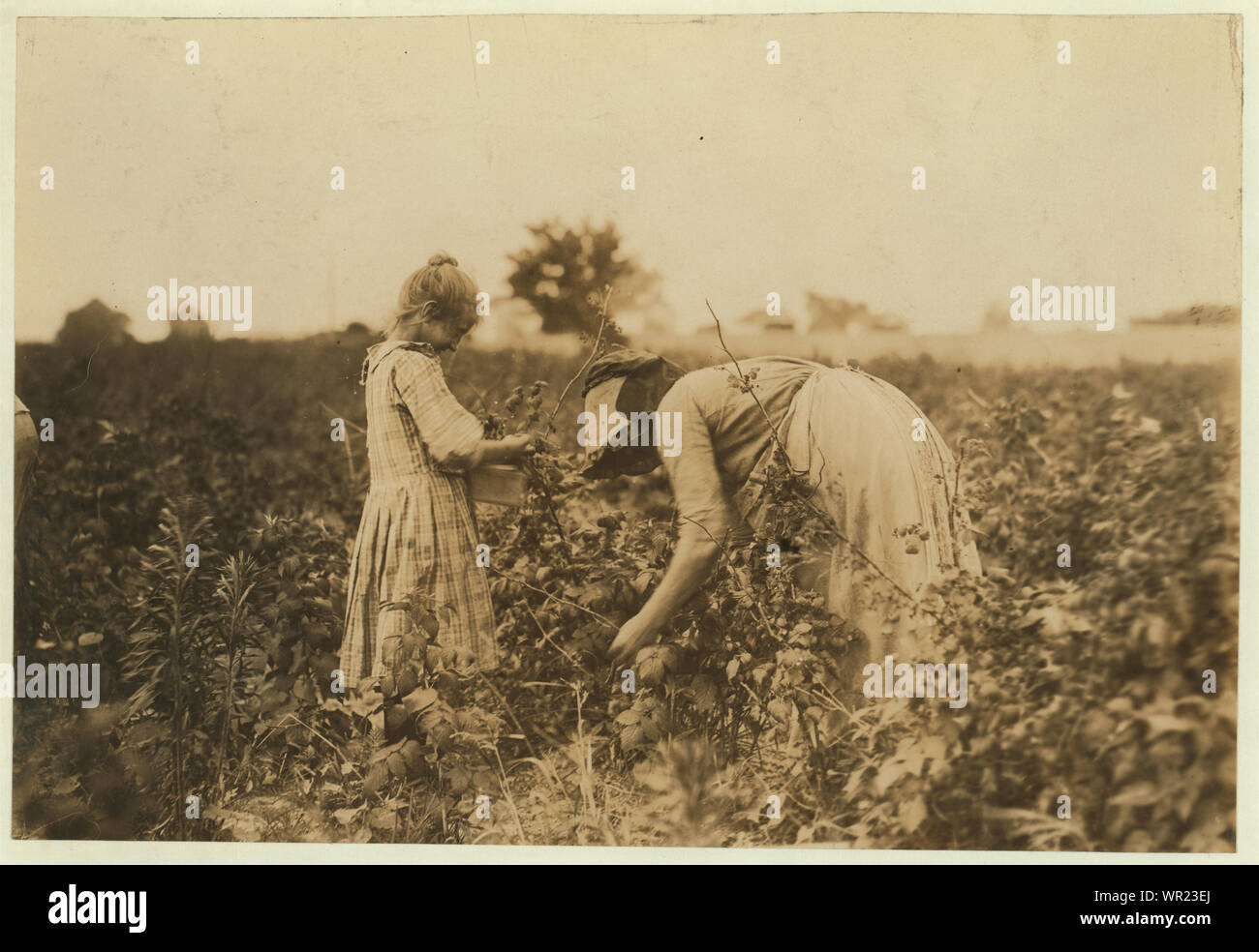 Mary , a Polish girl and her mother, picking berries on Bottomley Farm ...