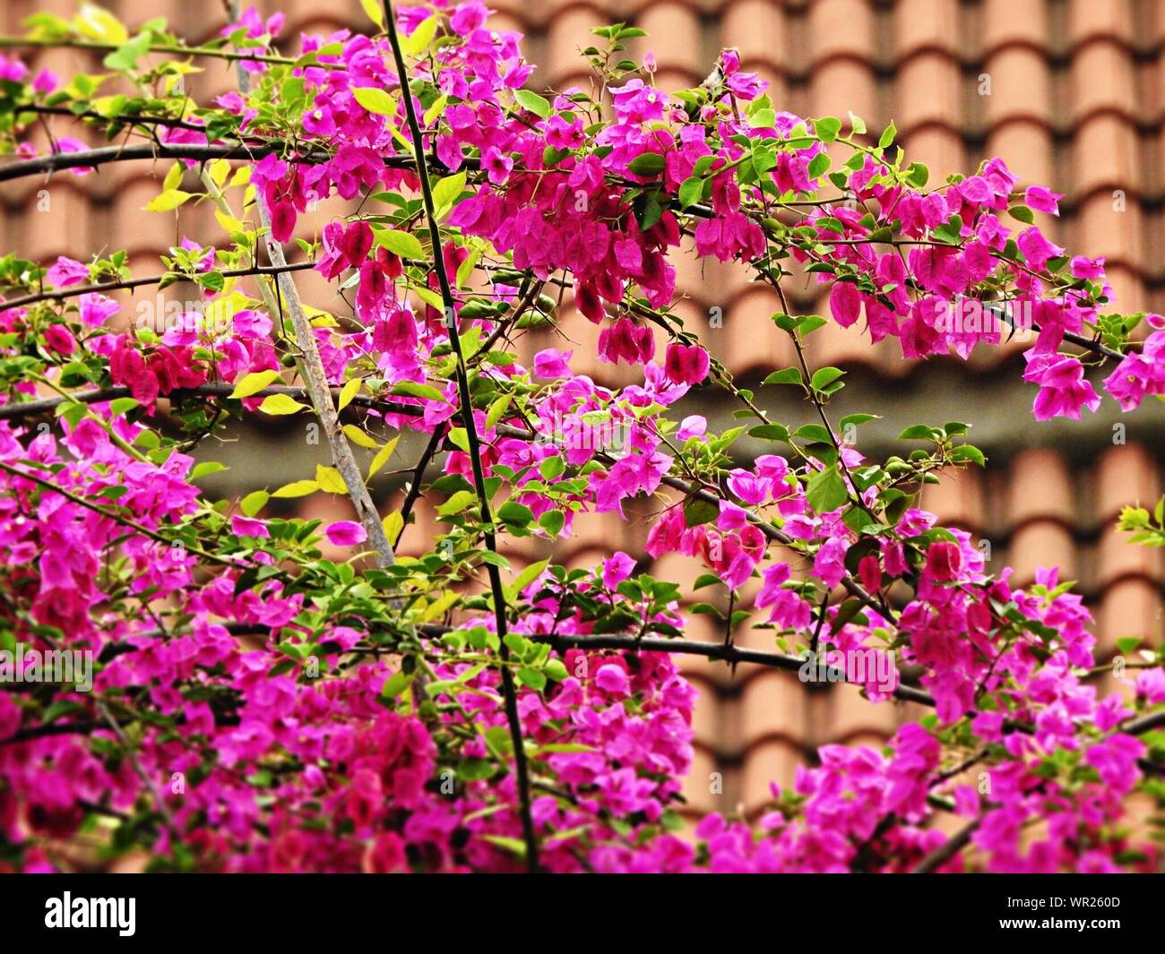 The pink roof hi-res stock photography and images - Alamy
